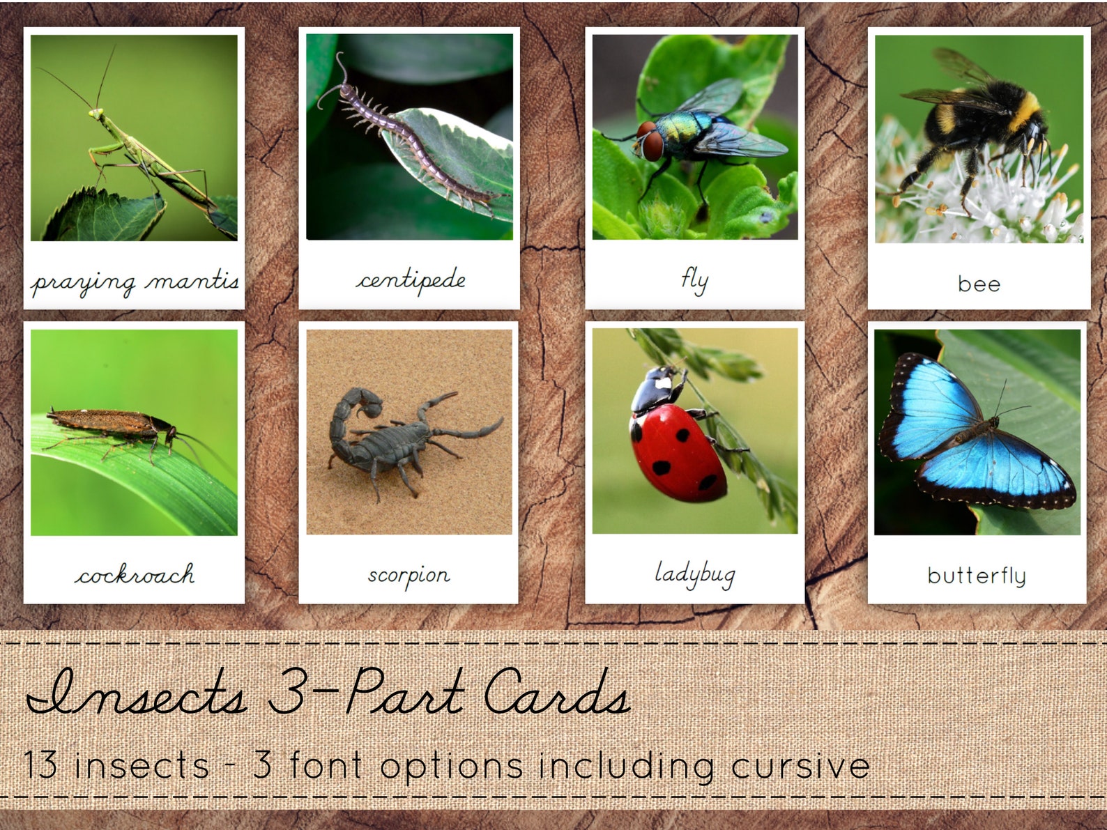 Insects 3-part Cards Montessori Nomenclature Cards - Etsy