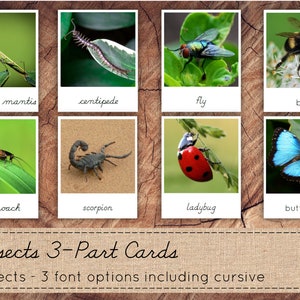 Insects 3-part Cards, Montessori Nomenclature Cards - Etsy