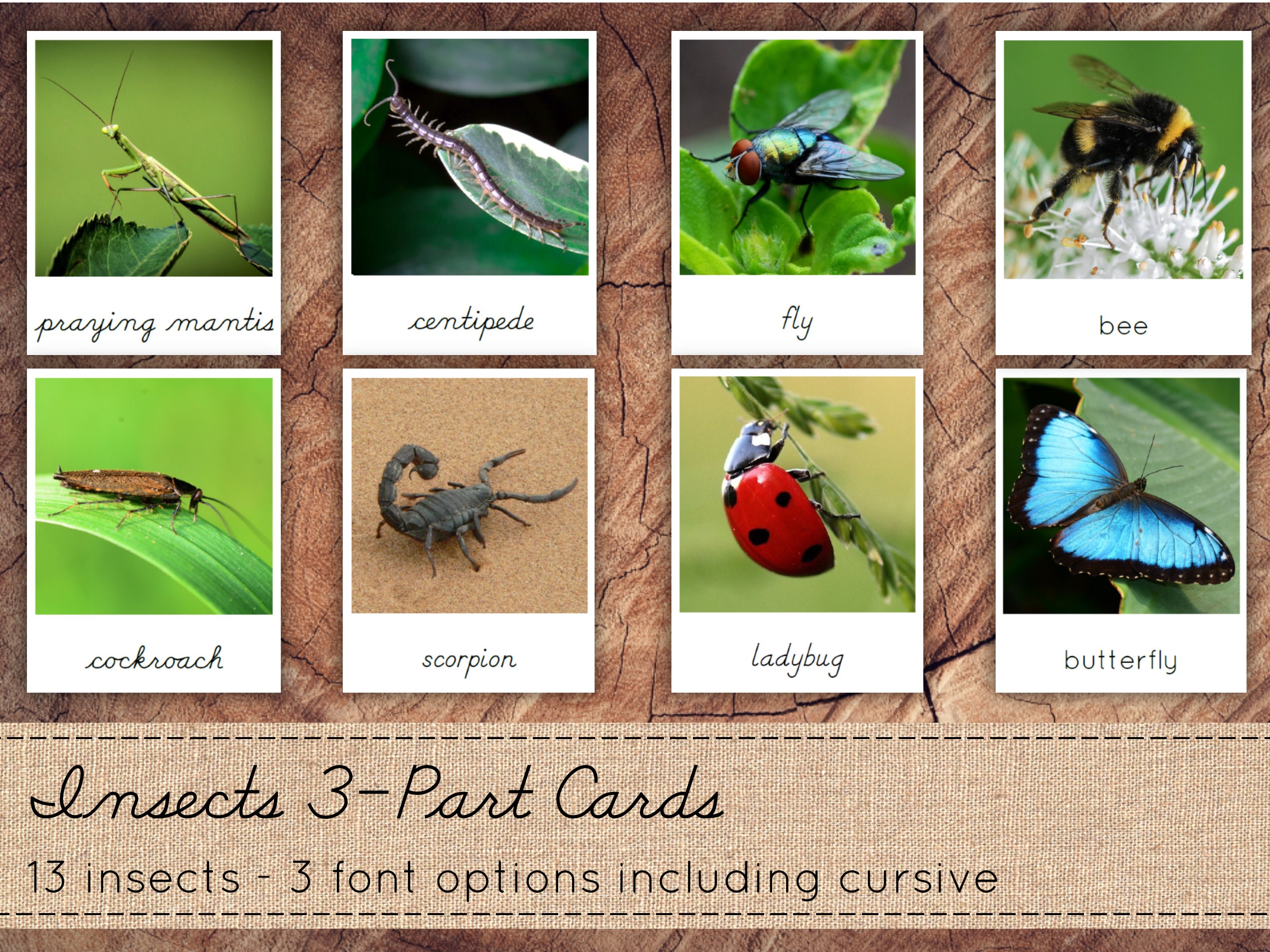 Insects 3-part Cards Montessori Nomenclature Cards - Etsy