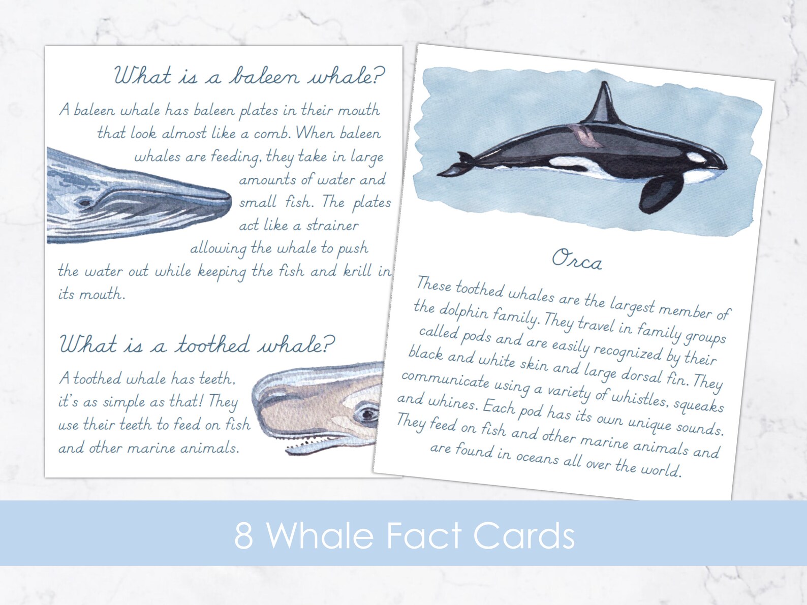 Wonderful Whales Bundle Preschool Literacy Math DIGITAL - Etsy