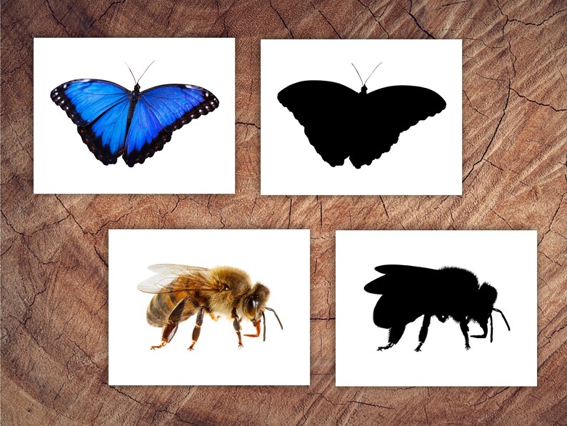 Insects Picture Matching Cards Silhouette Matching Toddler - Etsy