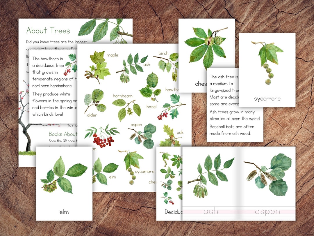 Deciduous Trees Preschool Bundle Homeschool Printable - Etsy
