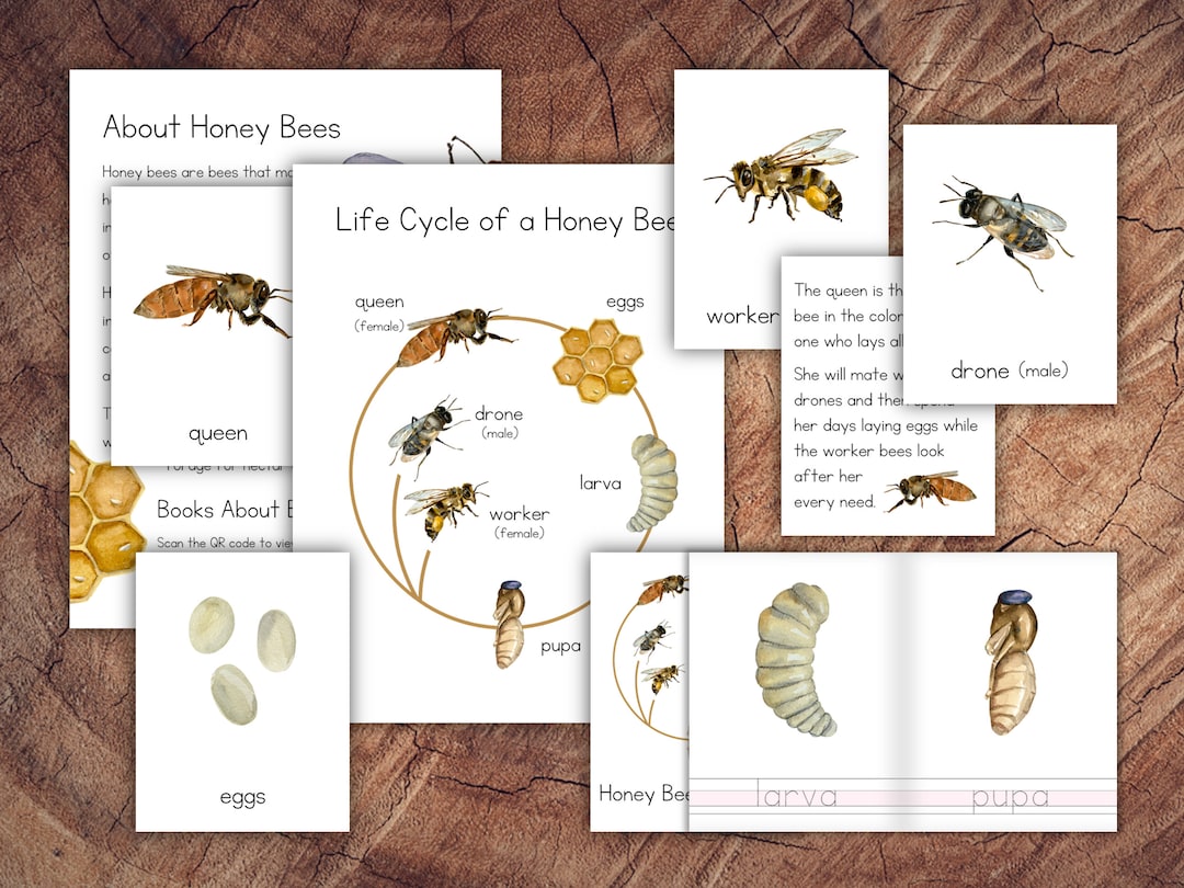 Life Cycle of a Honey Bee Pack - Etsy