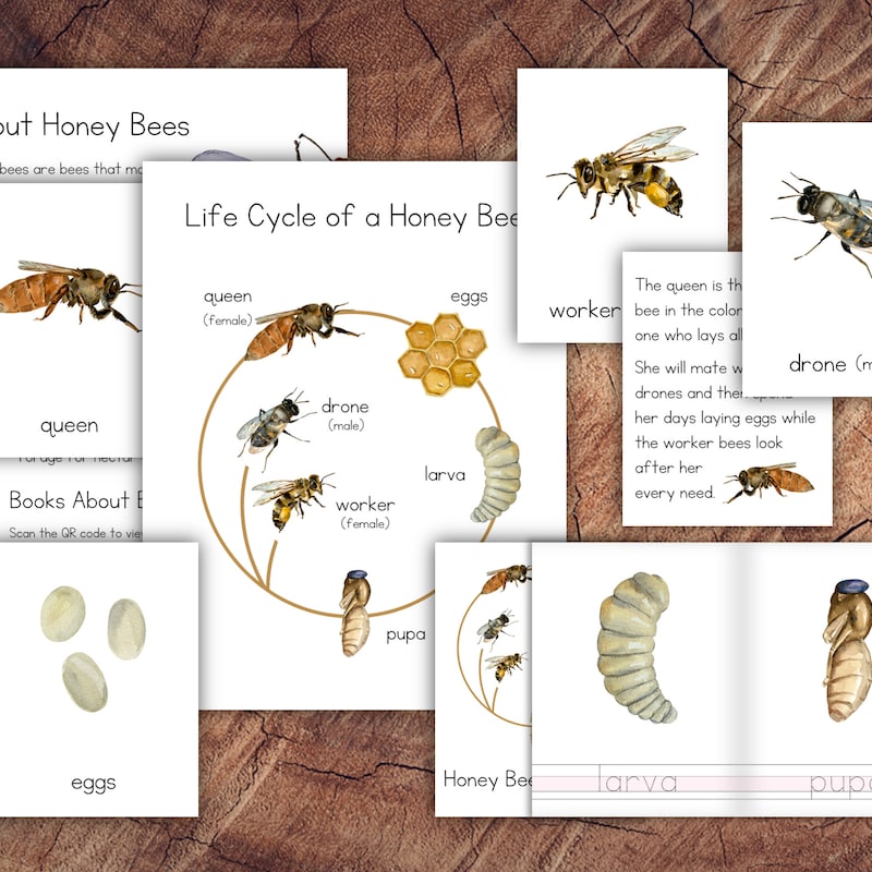 Honey Bee Unit - Etsy