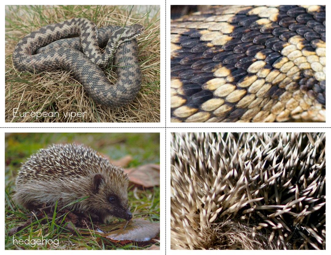 European Animals Fur, Skin Pattern Matching, Toddler Preschool Activity ...