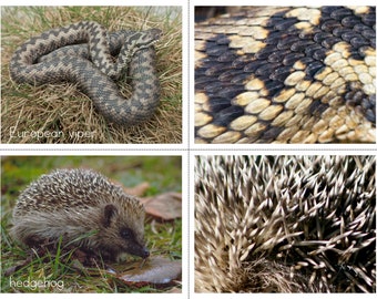 South American Animals Fur, Skin Pattern Matching, Toddler Preschool ...