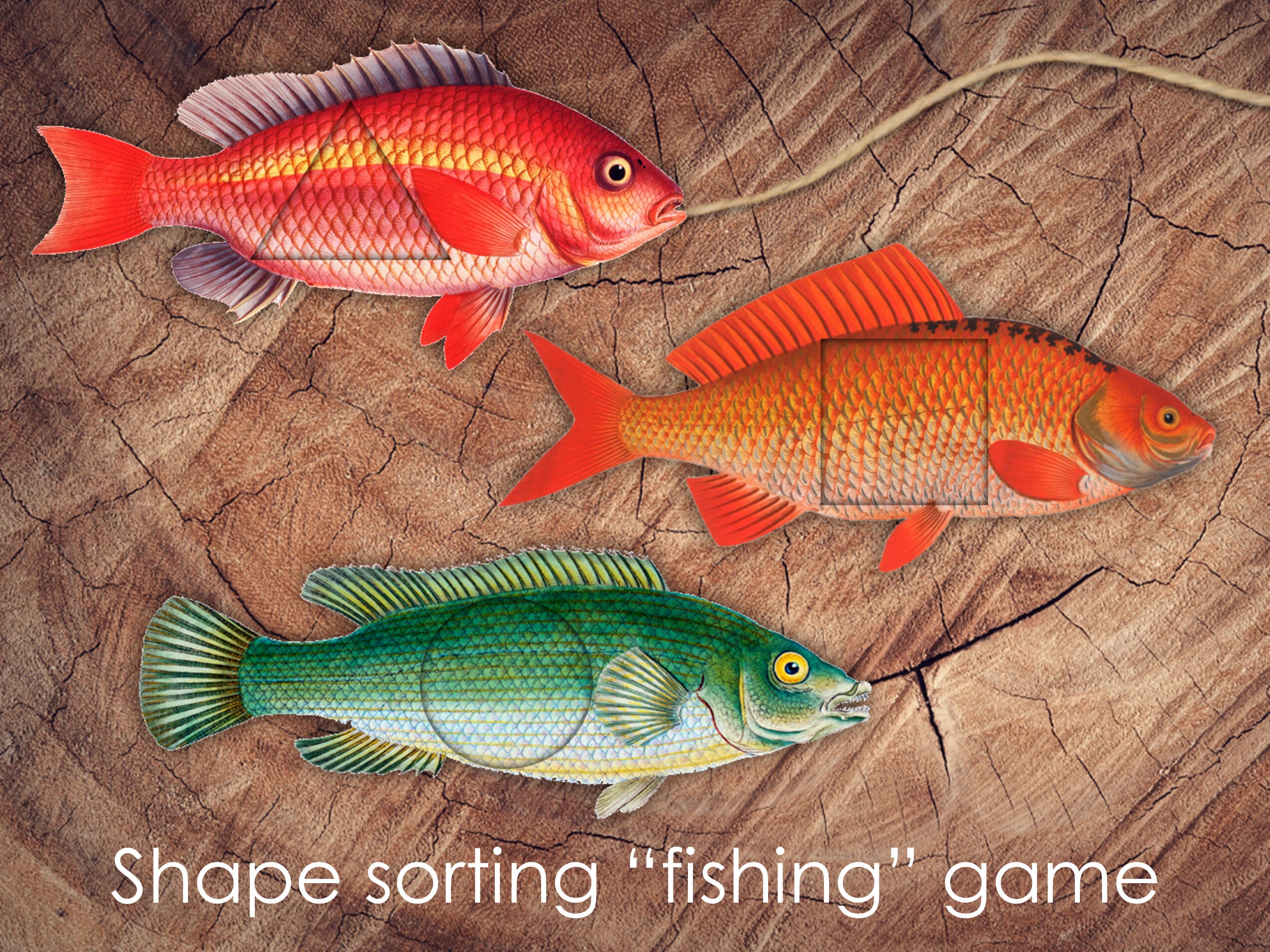 Rainbow Fish Preschool Basics Bundle, Homeschool Printable - Etsy