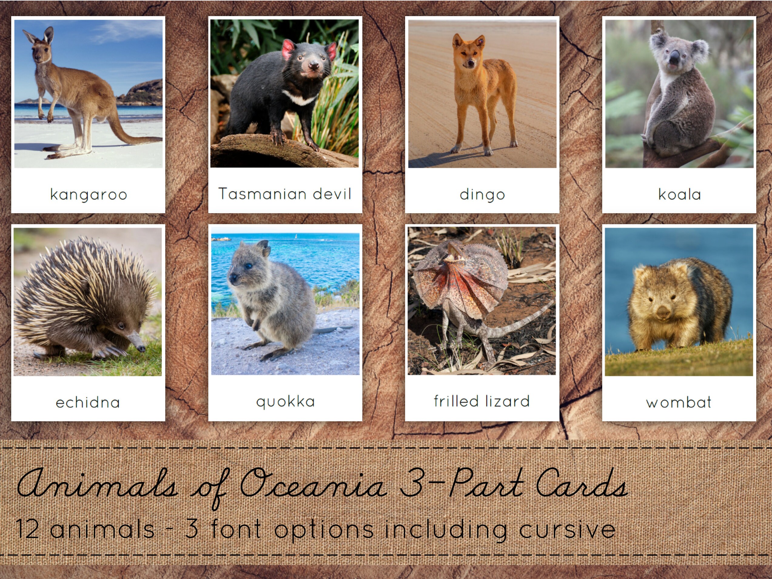 Animals of Oceania 3-Part Cards Montessori Nomenclature Cards | Etsy
