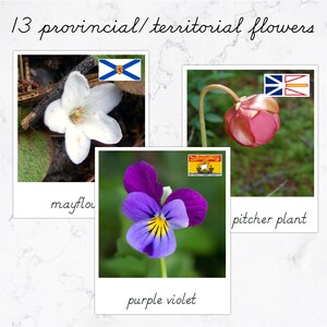 Canadian Floral Emblems 3-part Card Set - DIGITAL DOWNLOAD - Etsy