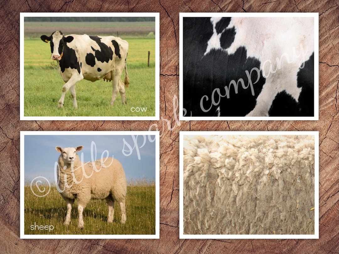 Farm Animals Fur, Skin Pattern Matching, Toddler Preschool Activity ...