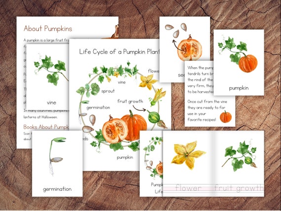 Pumpkin Plant Life Cycle Worksheet