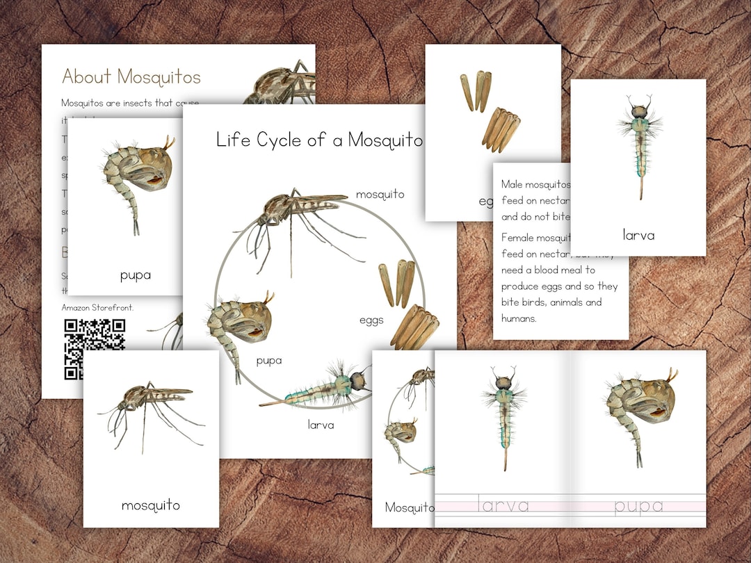 Life Cycle of a Mosquito Pack - Etsy