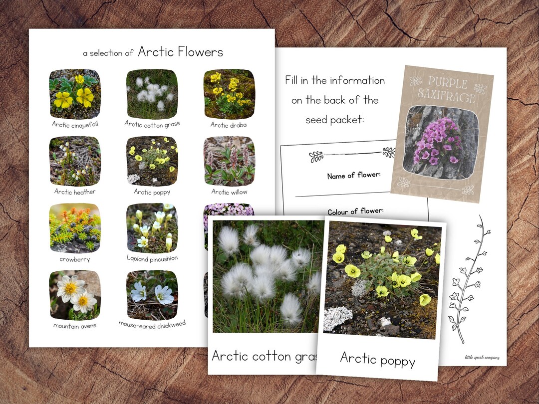 Arctic Flowers Pack With Extension - Etsy