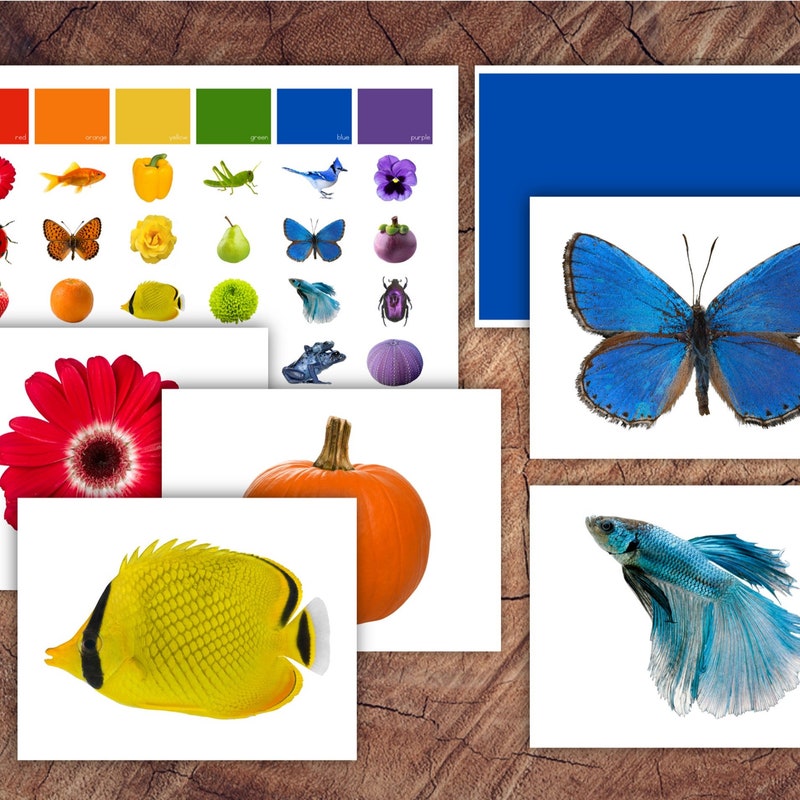 Color Sorting - Etsy