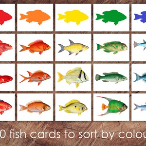 Rainbow Fish Preschool Basics Bundle, Homeschool Printable - Etsy