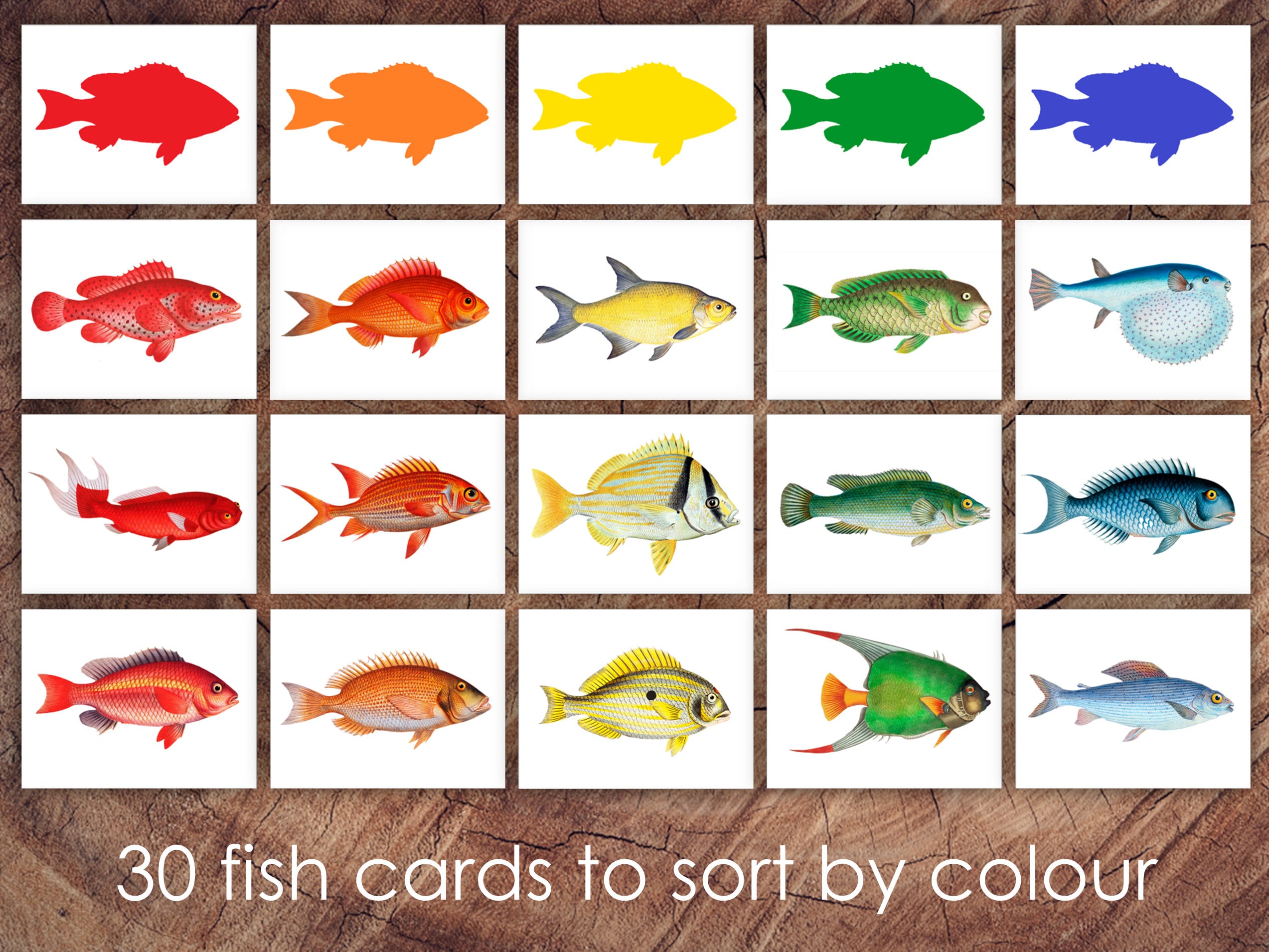 Rainbow Fish Preschool Basics Bundle, Homeschool Printable - Etsy Canada