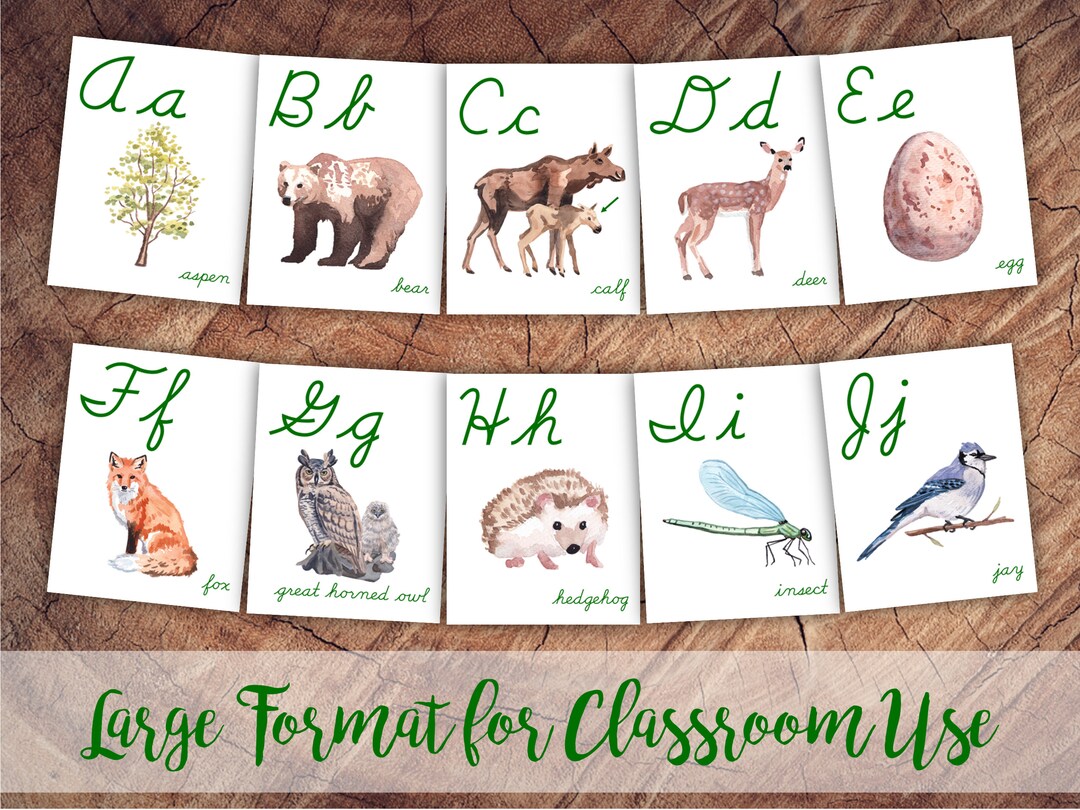 Forest Explorer Alphabet Cards Cursive, Large Format for Classroom Use ...