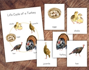 Parts of a Turkey | Etsy