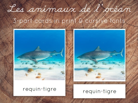 FRENCH Ocean Animals 3-part Cards Montessori Nomenclature | Etsy