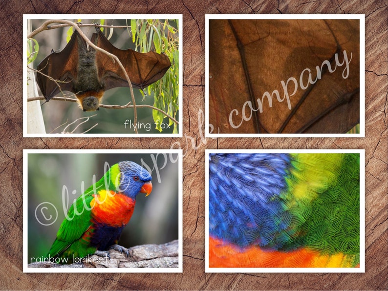 Oceania Animals Fur, Skin Pattern Matching, Toddler Preschool Activity ...