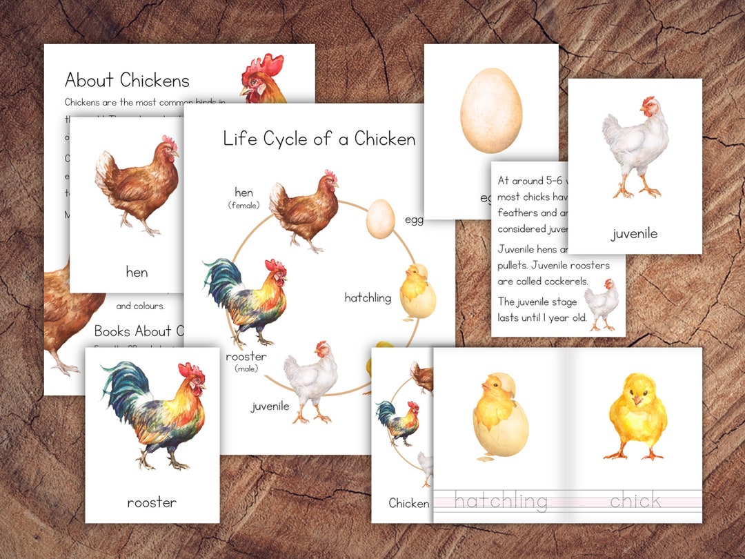 Life Cycle of a Chicken Pack - Etsy