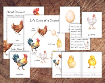 Life Cycle of a Chicken / Flash Cards, Image Cards for Kids ...