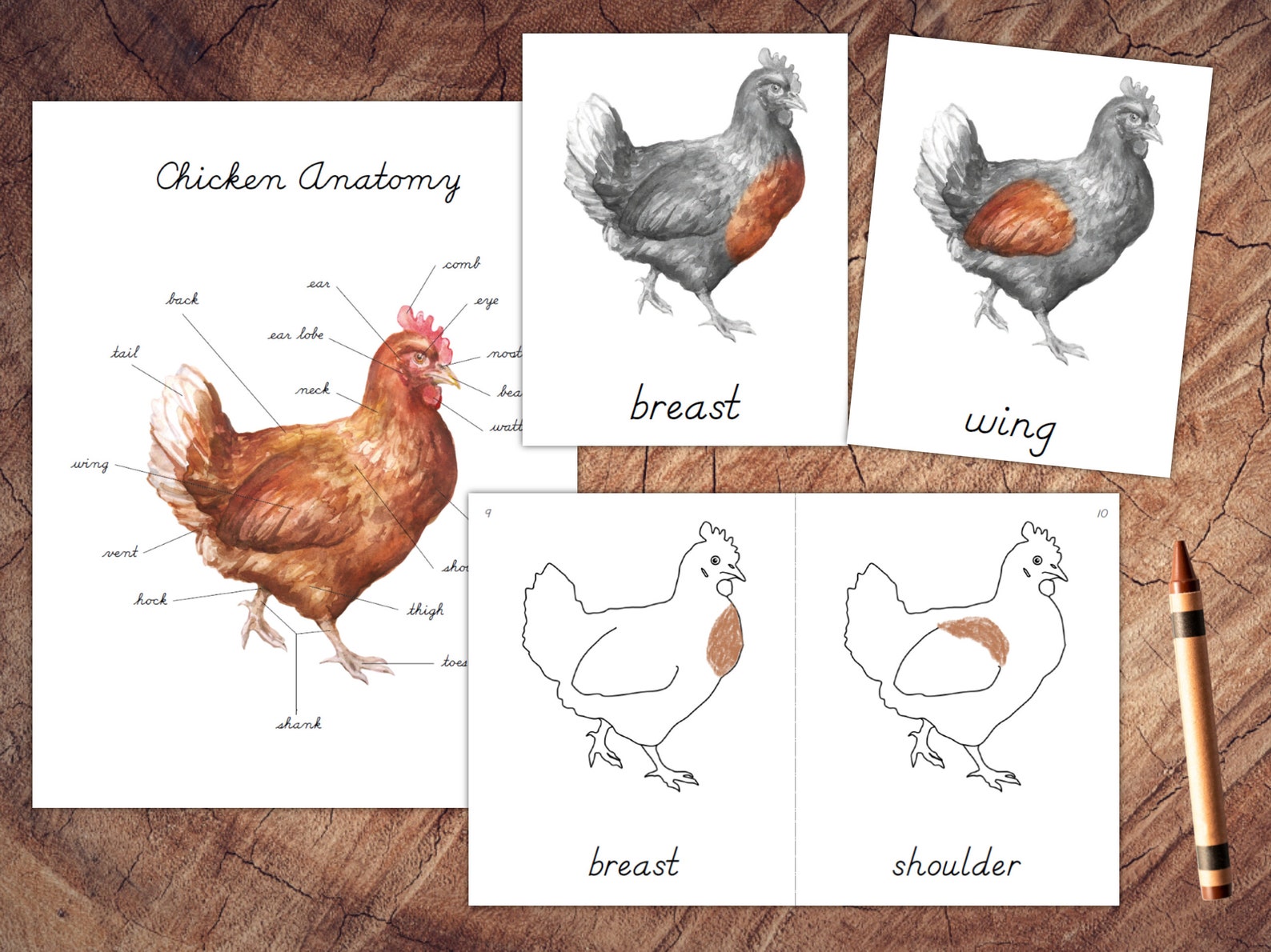 Chickens Bundle Preschool Literacy Math DIGITAL DOWNLOAD | Etsy