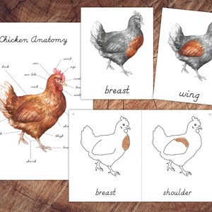 Chickens Bundle, Preschool Literacy, Math DIGITAL DOWNLOAD - Etsy