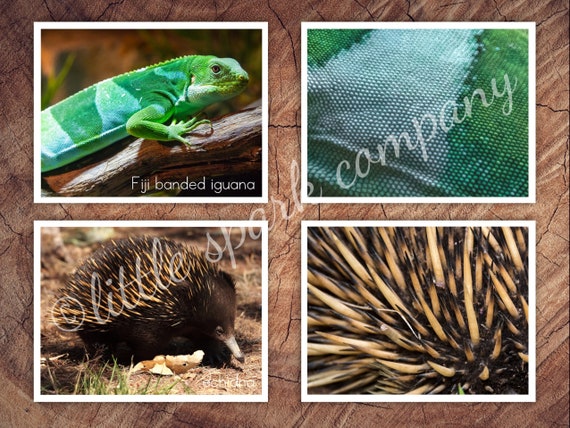 Oceania Animals Fur Skin Pattern Matching Toddler Preschool - Etsy