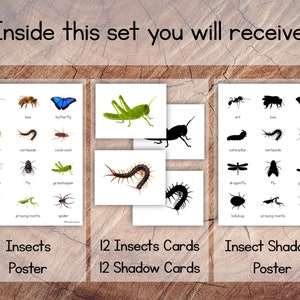 Insects Picture Matching Cards, Silhouette Matching, Toddler Preschool ...