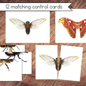 Insect Symmetry Puzzles, Matching Cards, Toddler Preschool Activity - Etsy