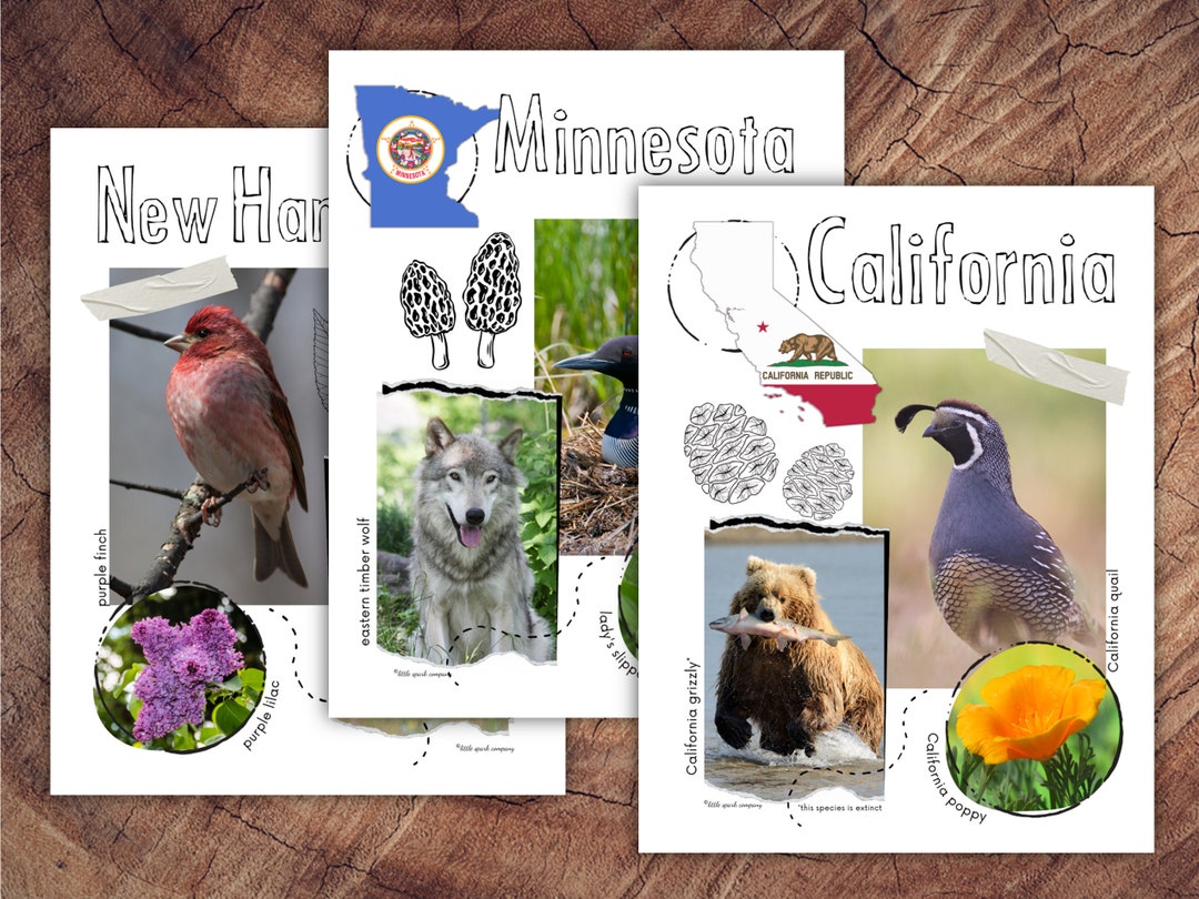 US States Poster Set , Homeschool Geography - Etsy