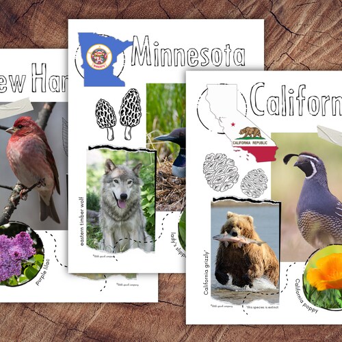 US States Research Pack Homeschool Geography - Etsy