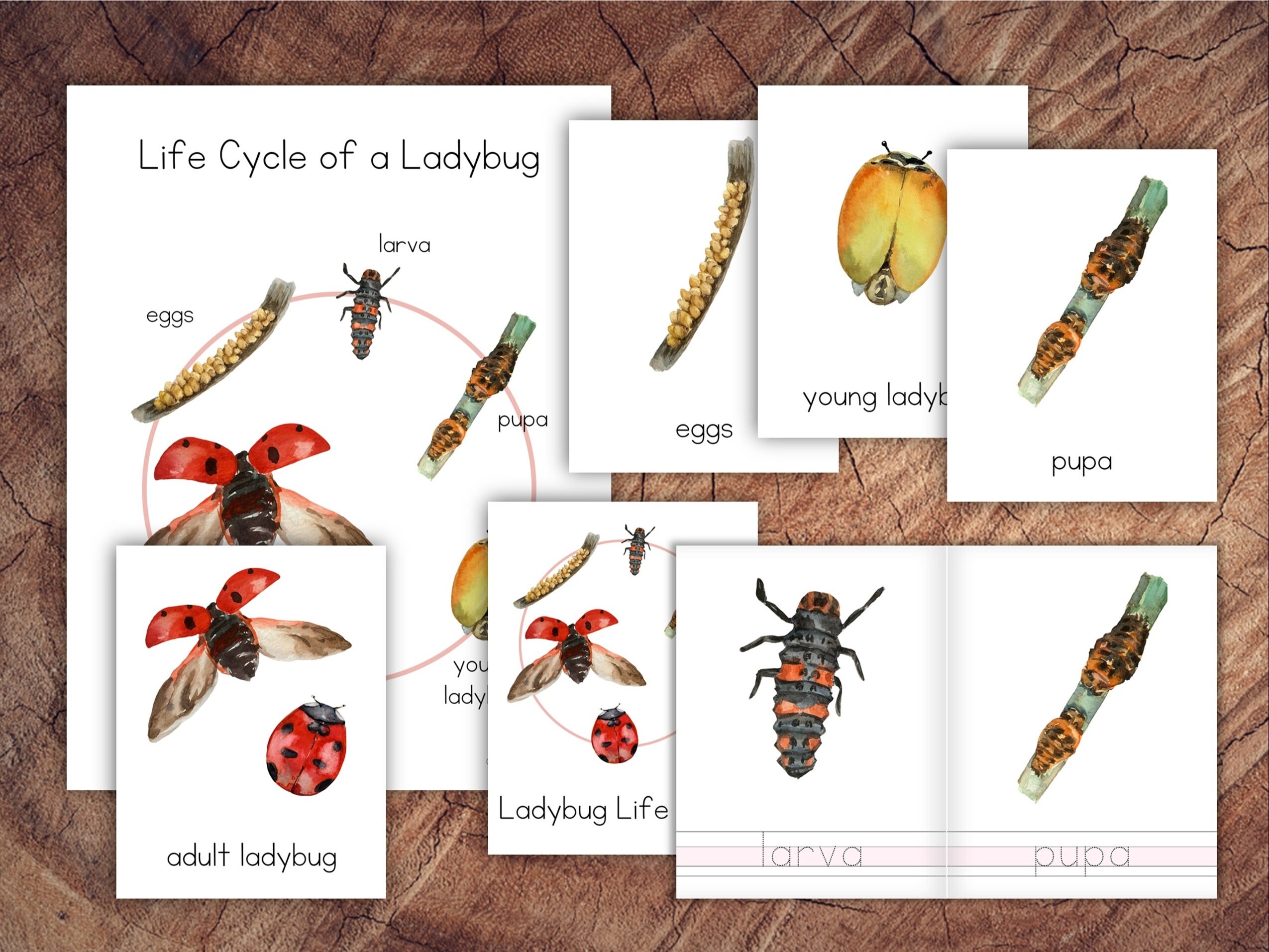 Brilliant Beetles Preschool Bundle Homeschool Printable | Etsy