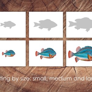 Rainbow Fish Preschool Basics Bundle, Homeschool Printable - Etsy