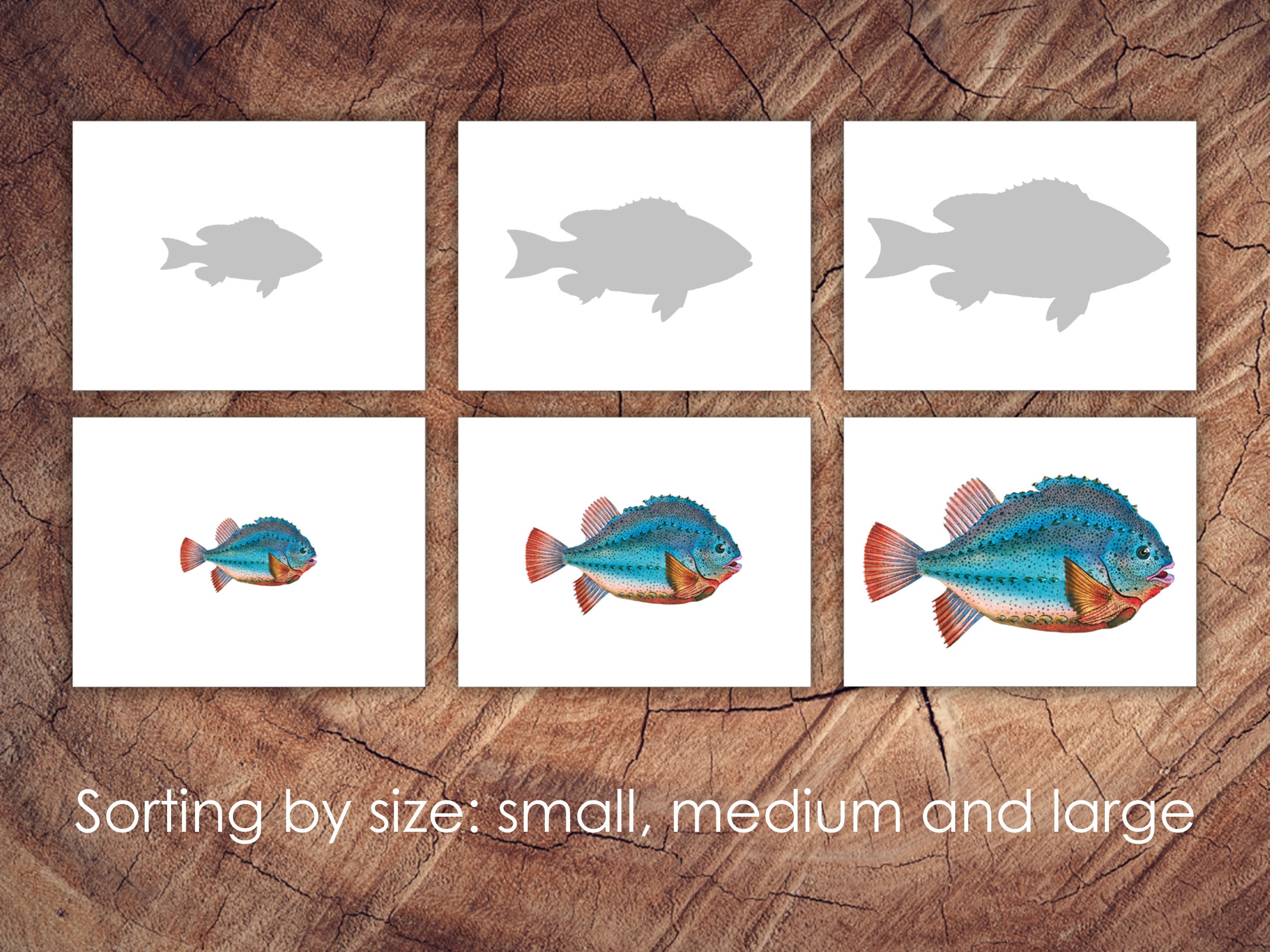 Rainbow Fish Preschool Basics Bundle, Homeschool Printable - Etsy