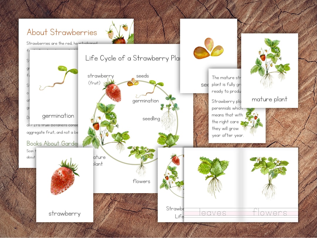 Life Cycle of a Strawberry Plant Pack - Etsy