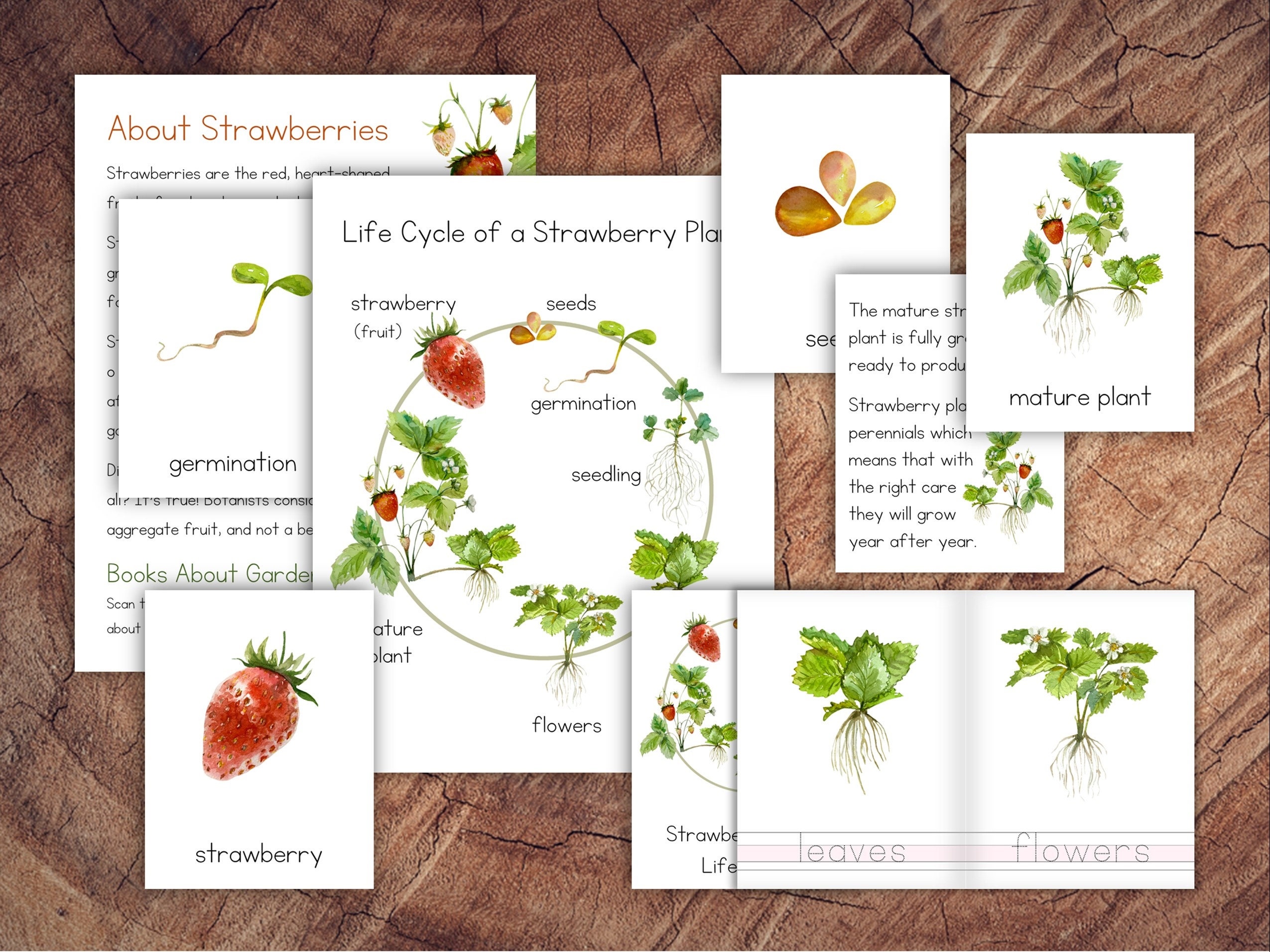 Strawberry Life Cycle