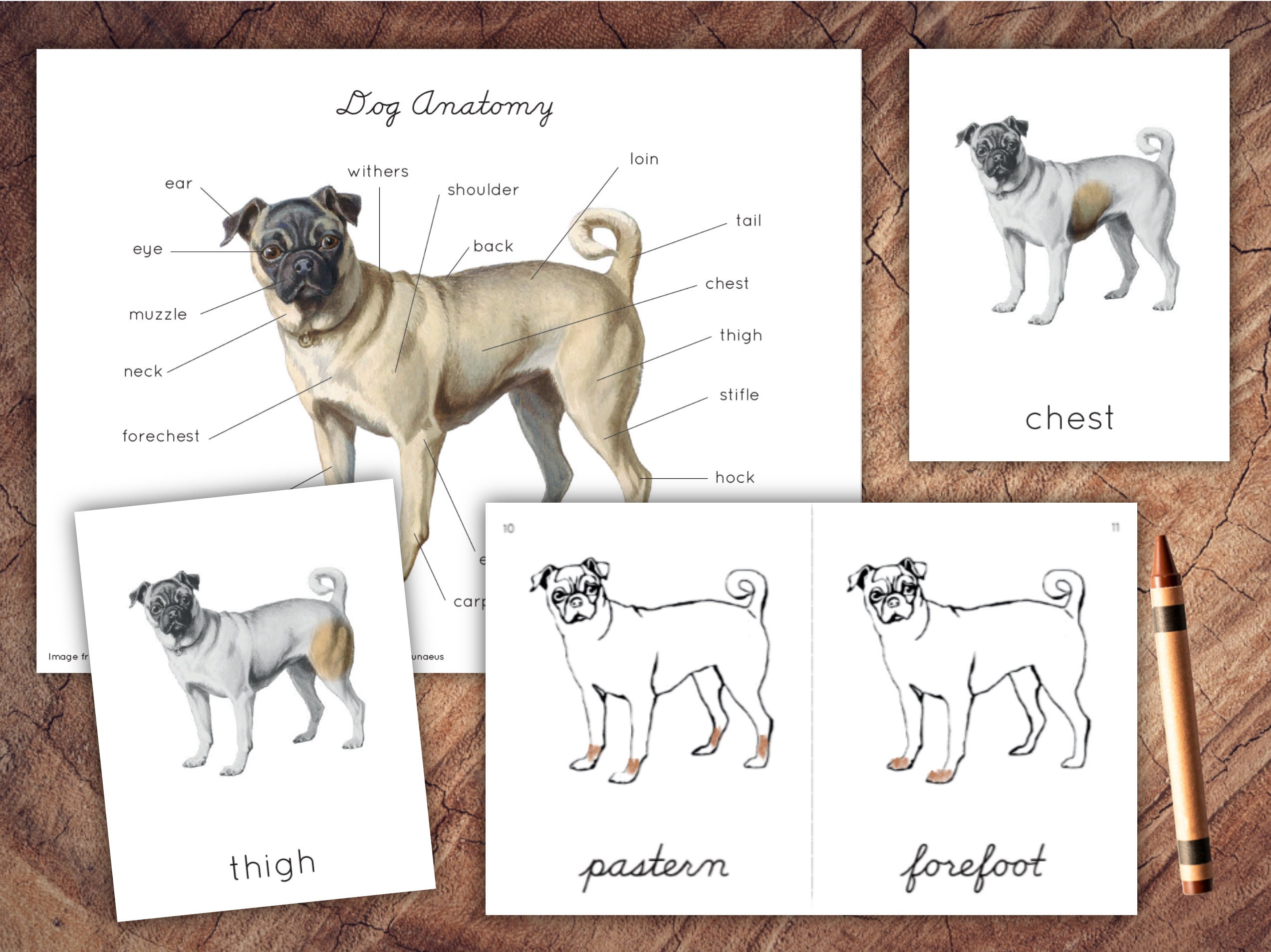 Delightful Dogs Preschool Bundle Preschool Printable | Etsy