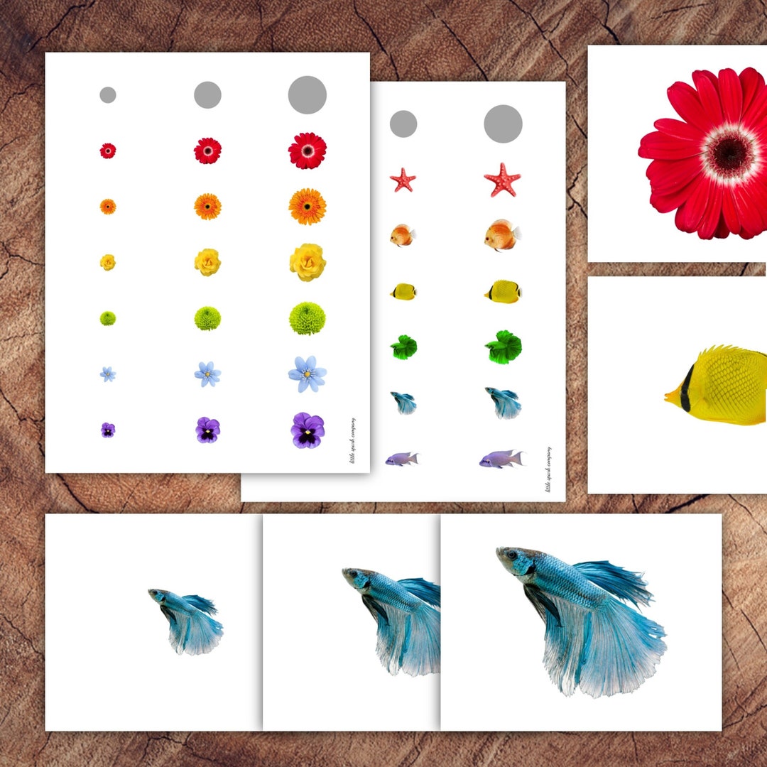 Isolated Objects Size Sorting Cards, Toddler Preschool Size Sorting - Etsy