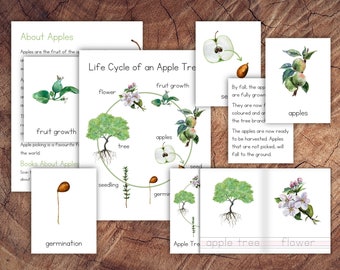 Life Cycle of Apple Tree - Etsy