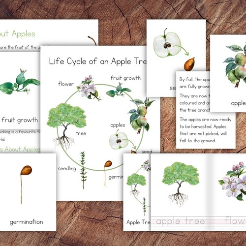 Life Cycle of an Apple Tree Foldable Activity for Kids - Etsy