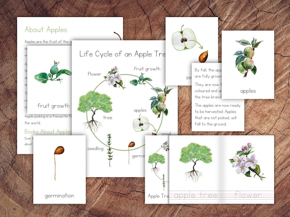 Plantillas Del Ciclo De Vida De Un Manzano Manzana Ficha Tecnica