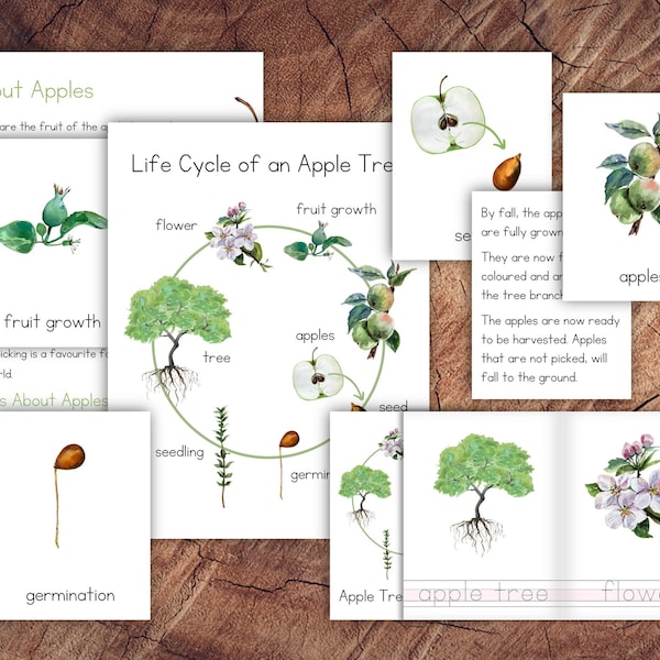 Life Cycle of Apple - Etsy