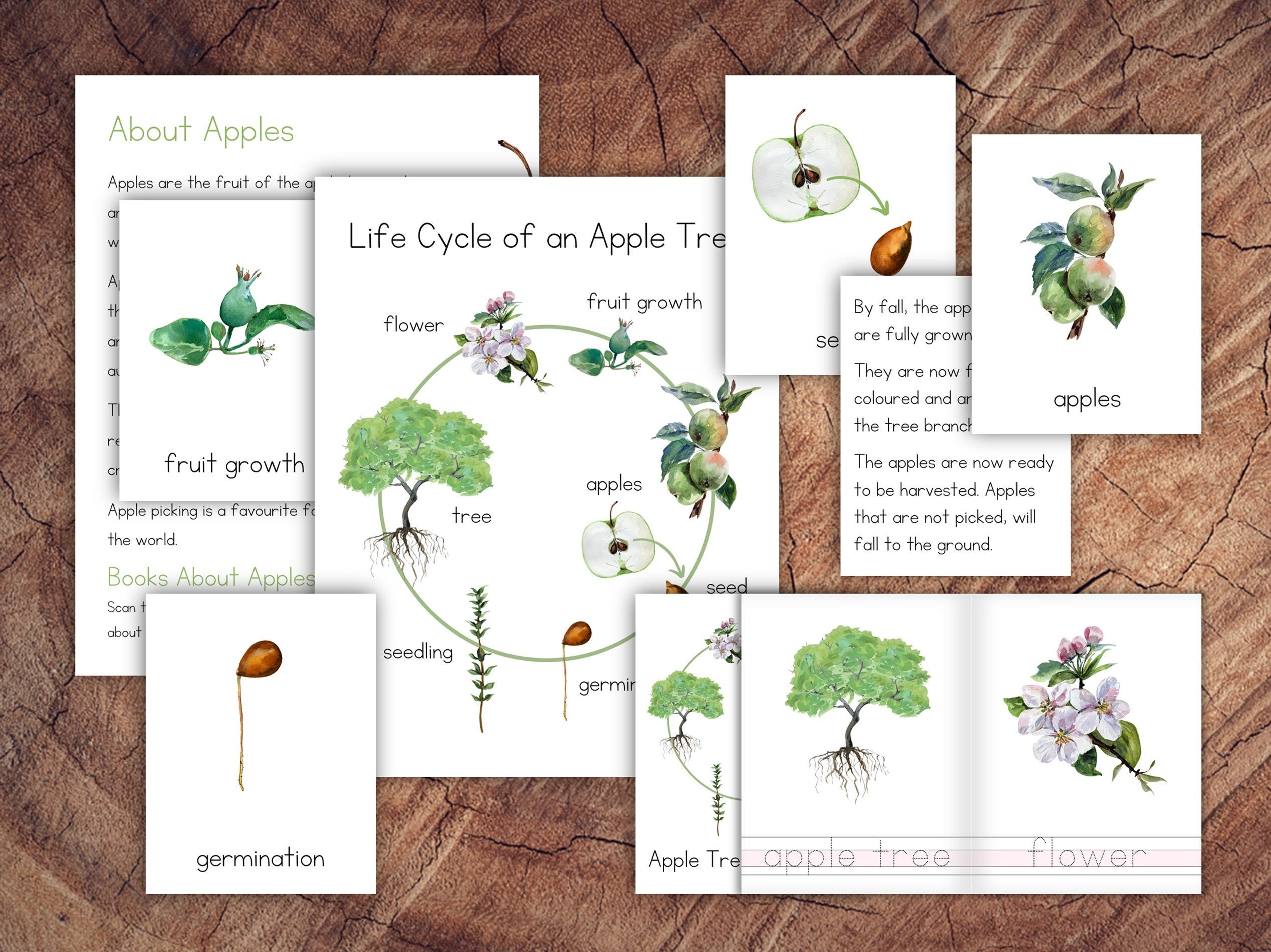 Apple Life Cycle Diagram