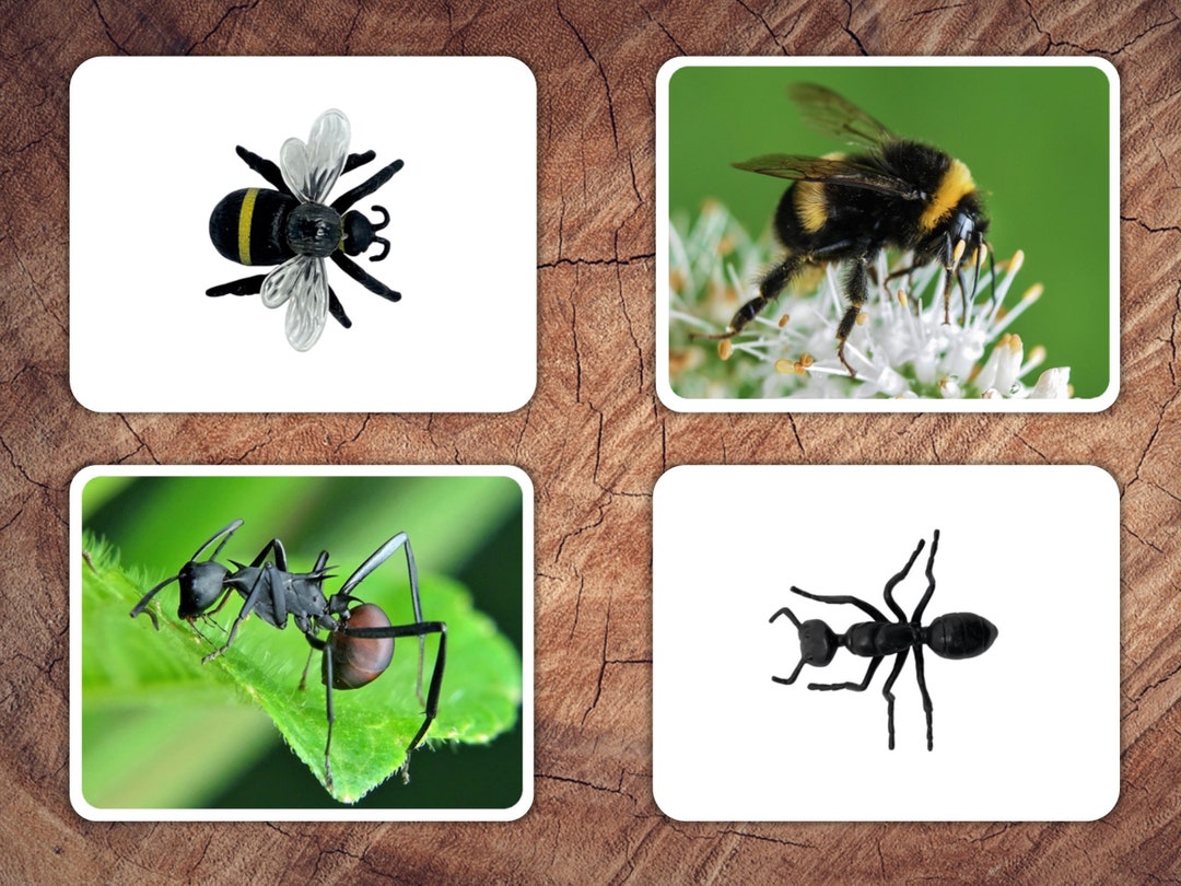 Insects Picture Matching Cards Toddler Preschool Activity - Etsy