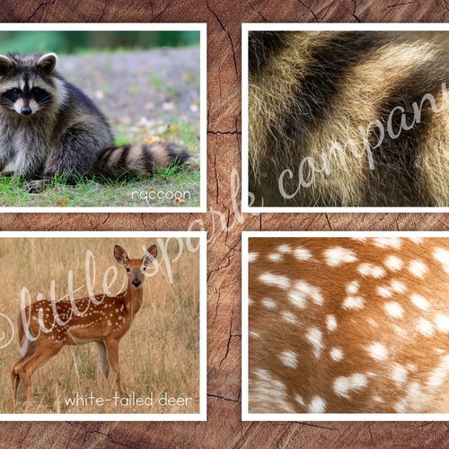 Oceania Animals Fur Skin Pattern Matching Toddler Preschool - Etsy