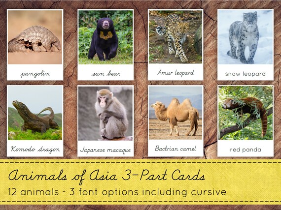 Montessori Cards Real World Pictures Winter Snow 3 Part Cards Printable ...