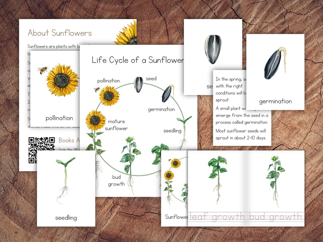 Life Cycle of a Sunflower Pack - Etsy