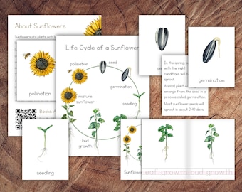 Life Cycle of a Sunflower Foldable Kids' Craft A4 and 11x8.5 Inch ...